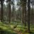 The Black Forest: A Natural Wonder - Germany