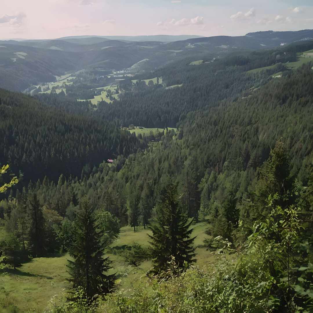 The Black Forest: A Natural Wonder - Germany
