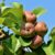Apples in Germany: Cultivation, Nutrition, and Culinary Traditions ...
