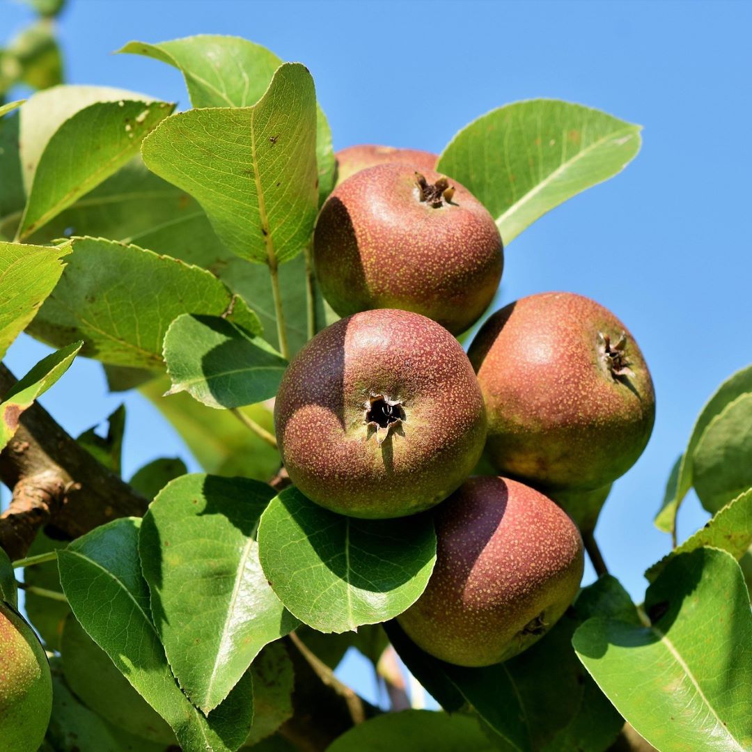Apples in Germany: Cultivation, Nutrition, and Culinary Traditions ...