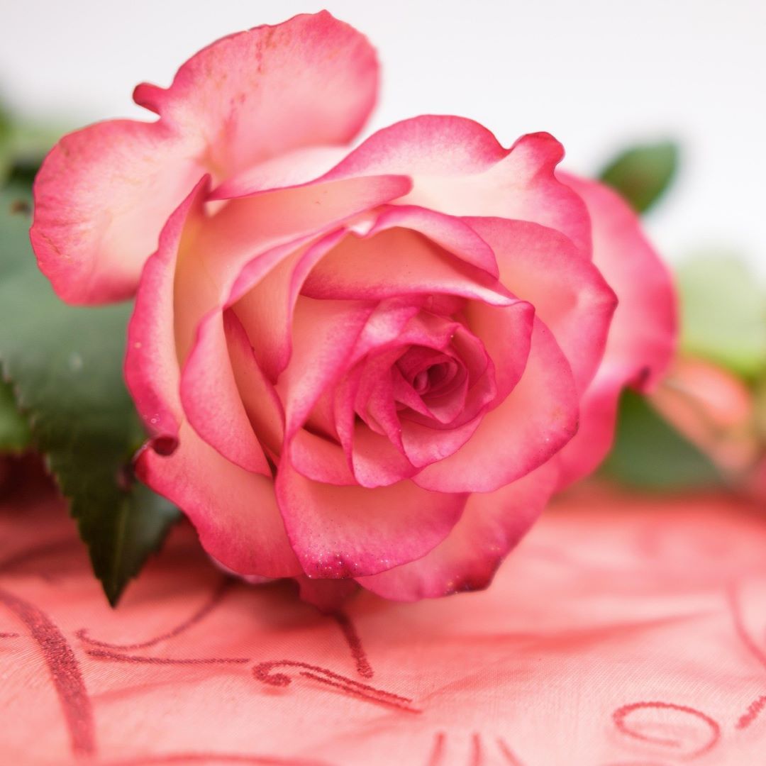 Valentine's Day in Germany: Celebrating Love and Tradition - GermanBuy ...